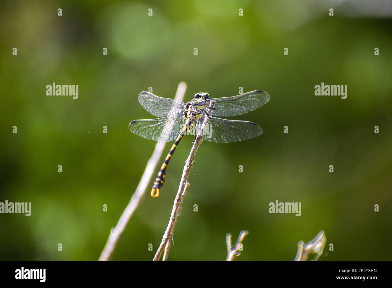 Macro shot of dragon fly. Dragon flies insect perched in a little ...