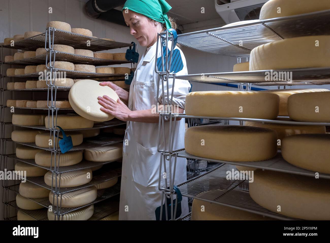 Elena at work, controlling the ripening process. Cheese shop ...