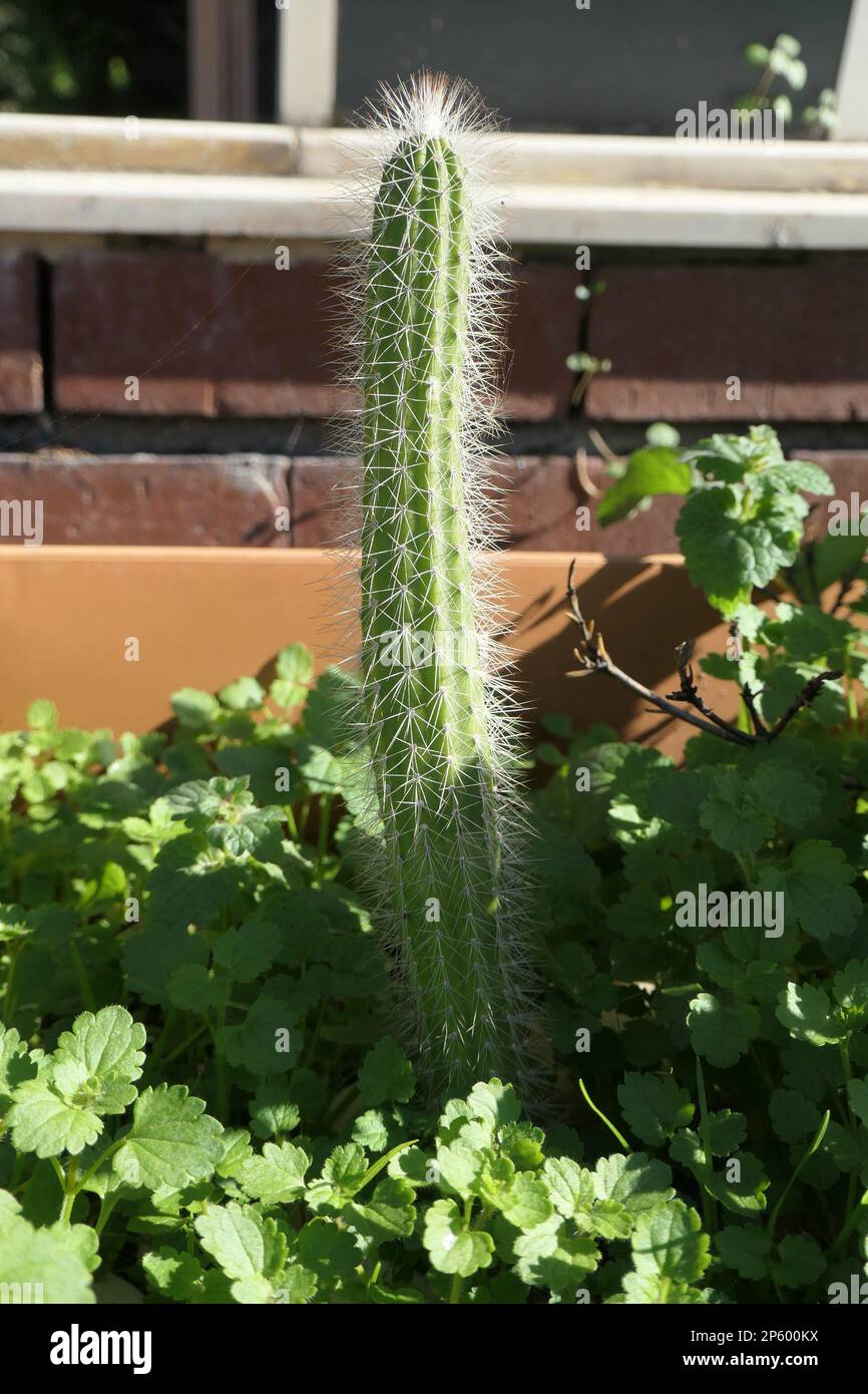 Tall thin cactus hi-res stock photography and images - Alamy