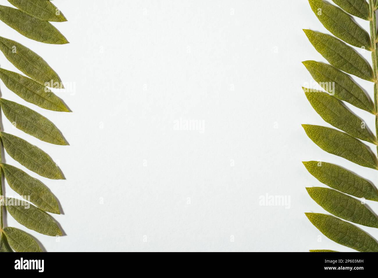 Micro photo of dried Jacaranda mimosifolia leaf on white background ...