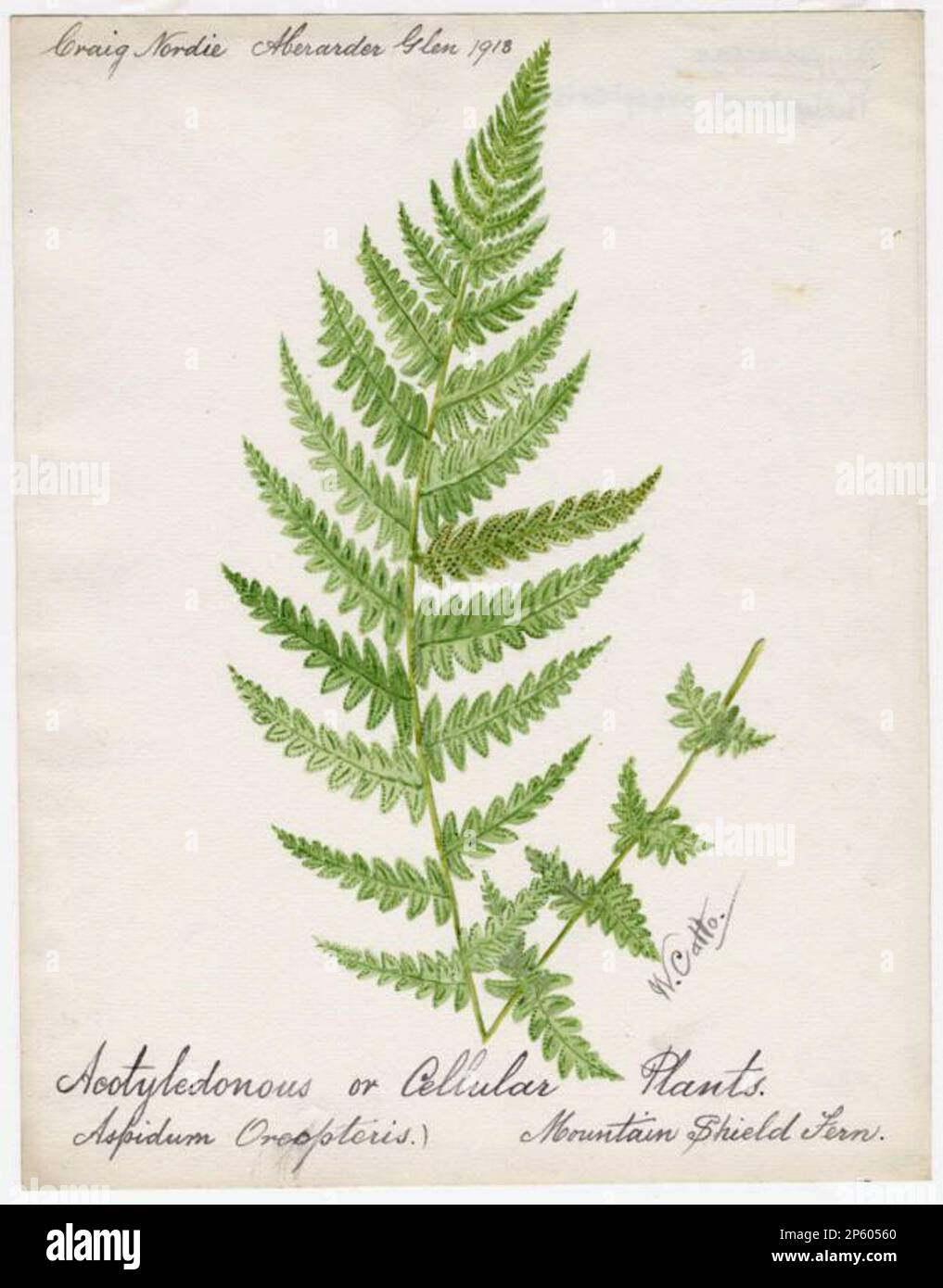 Fern classification hi-res stock photography and images - Alamy