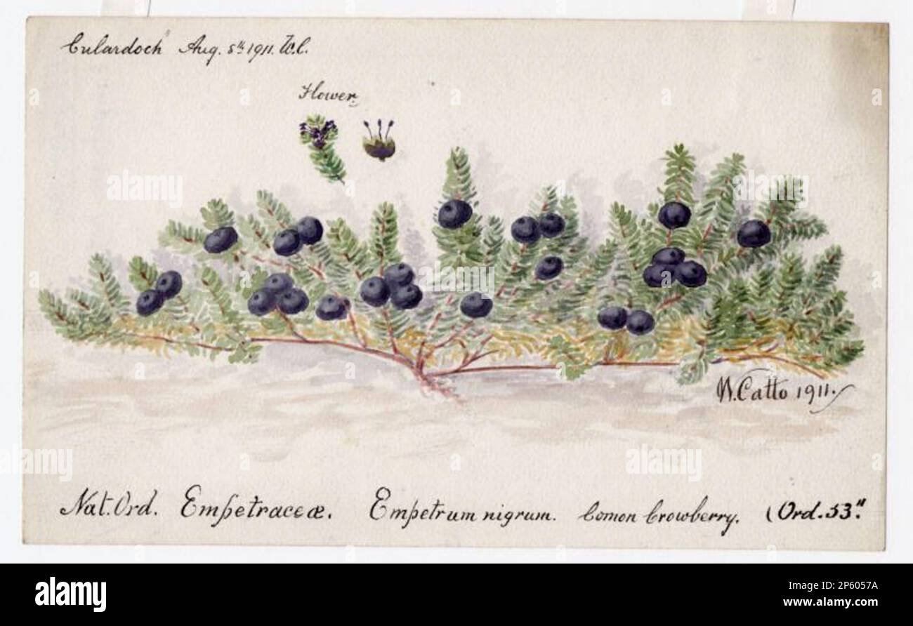 Common Crowberry (Empetrum nigrum), William Catto (Aberdeen, Scotland ...