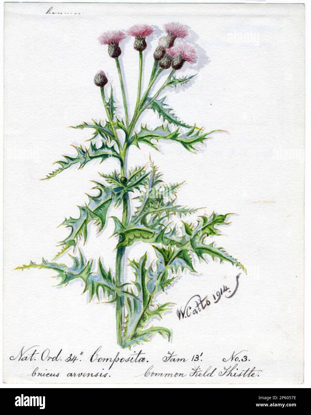Common Field Thistle (Cnicus arvensis), William Catto (Aberdeen ...
