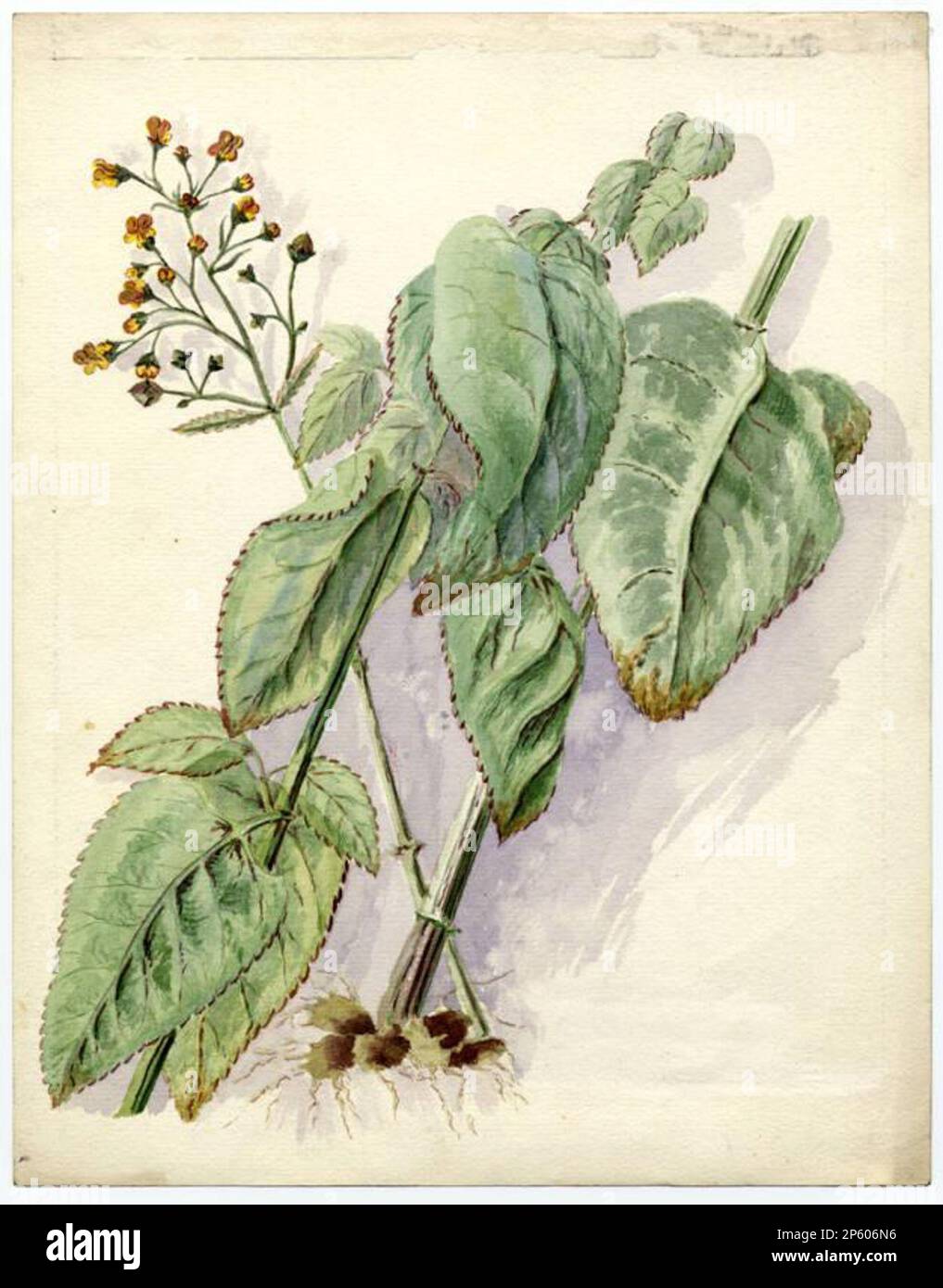 Scrophularia nodosa botanical illustration hi-res stock photography and ...