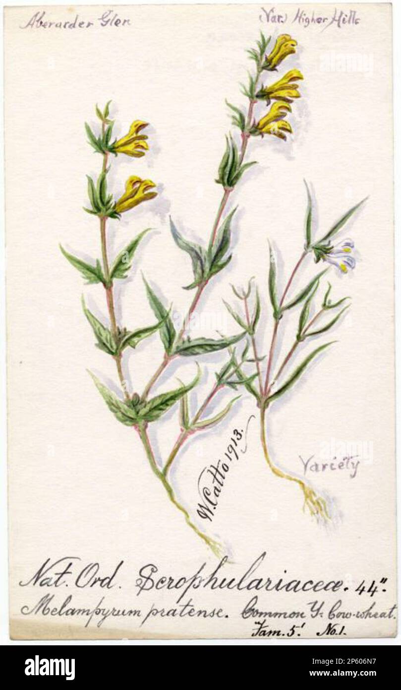 Common Yellow Cow-wheat (Melampyrum pratense), William Catto (Aberdeen ...