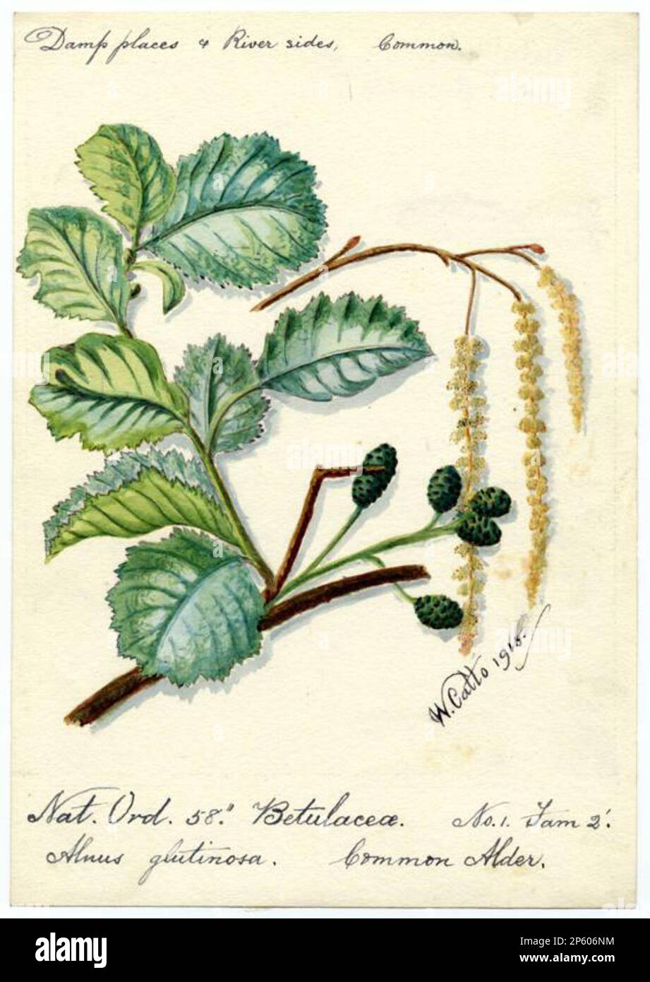 Common Alder (Alnus glutinosa), William Catto (Aberdeen, Scotland, 1843 ...