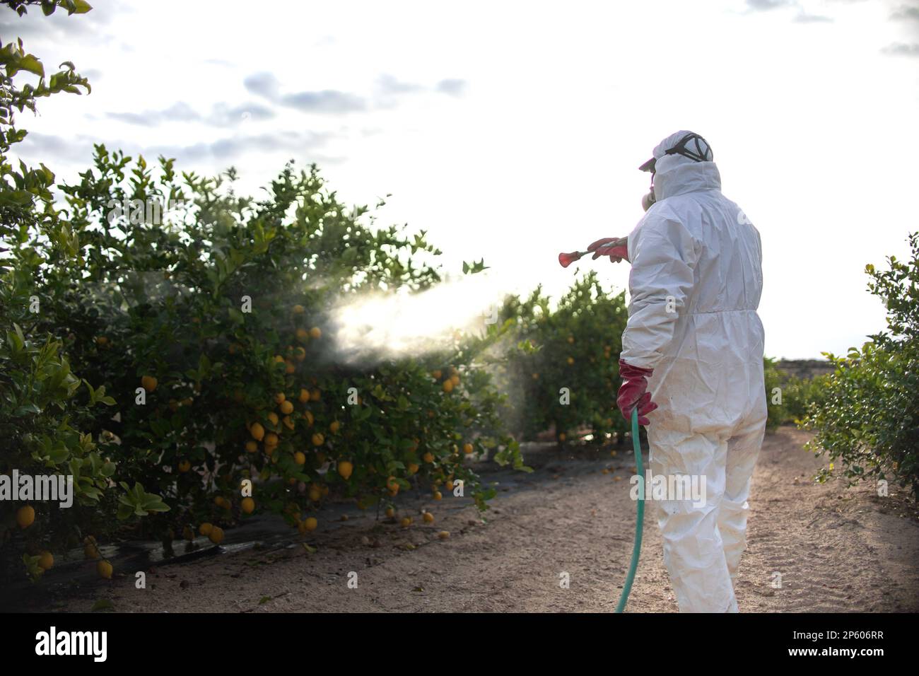 Spray ecological pesticide. Farmer fumigate in protective suit and mask ...