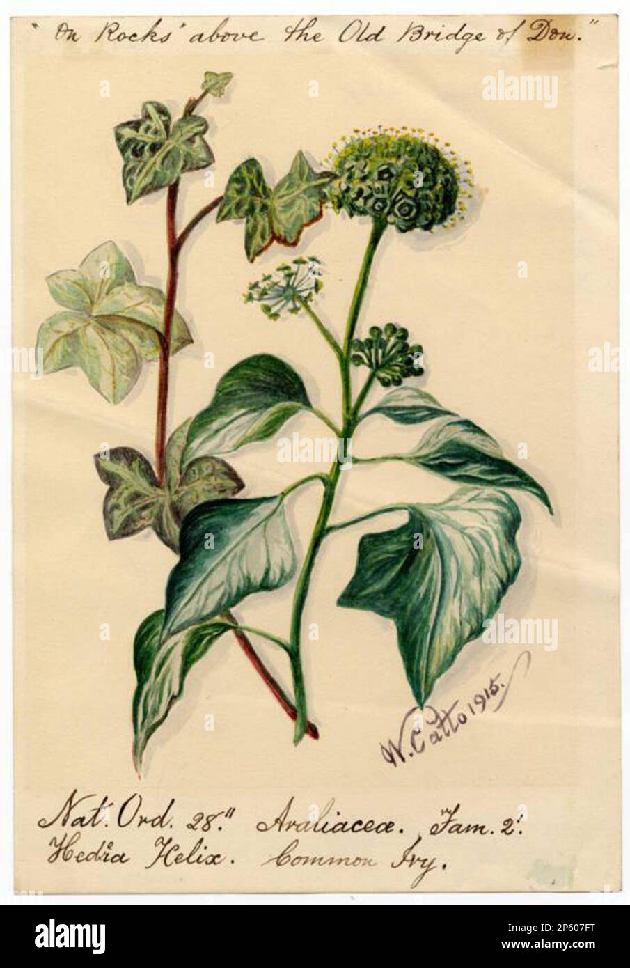 Common Ivy (Hedera helix), William Catto (Aberdeen, Scotland, 1843 ...