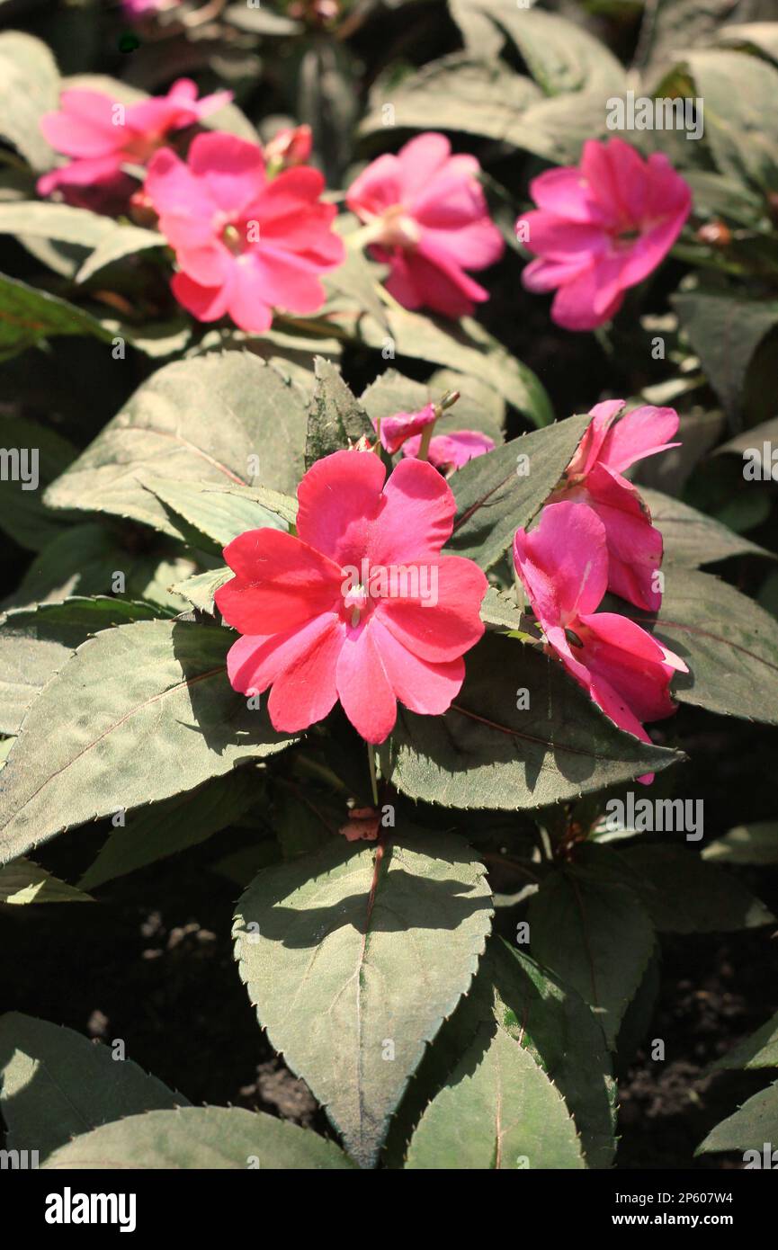 Beautiful summer pink pansies and flowers growing in the bright sunny ...