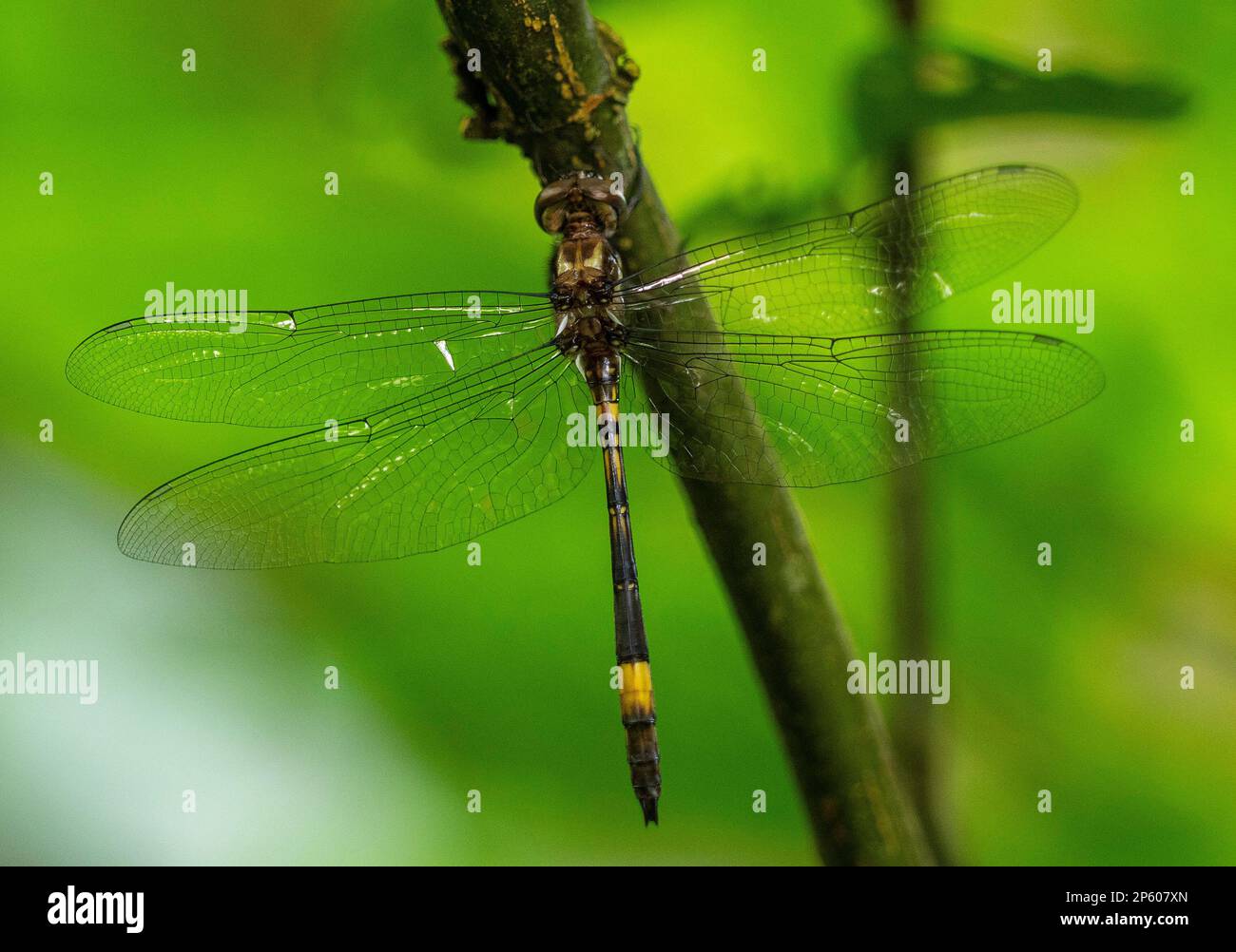 A dragonfly rests on a twig at a protected forest on the outskirts of ...