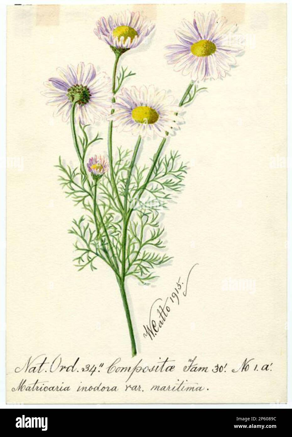 Matricaria inodora botanical illustration hi-res stock photography and ...