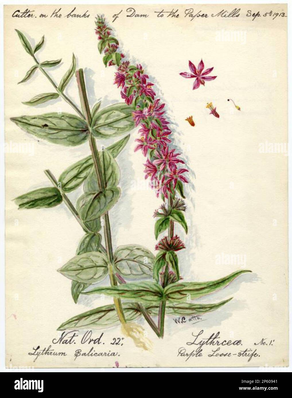 Purple Loose-strife (Lythrum salicaria), William Catto (Aberdeen ...