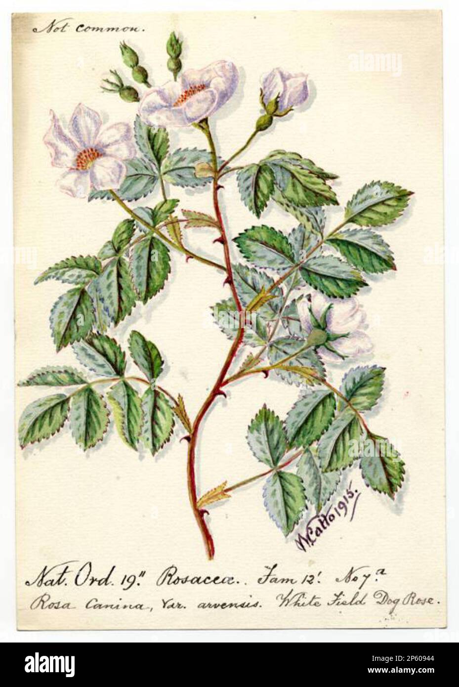 White Field Dog Rose (Rosa Canina), William Catto (Aberdeen, Scotland ...