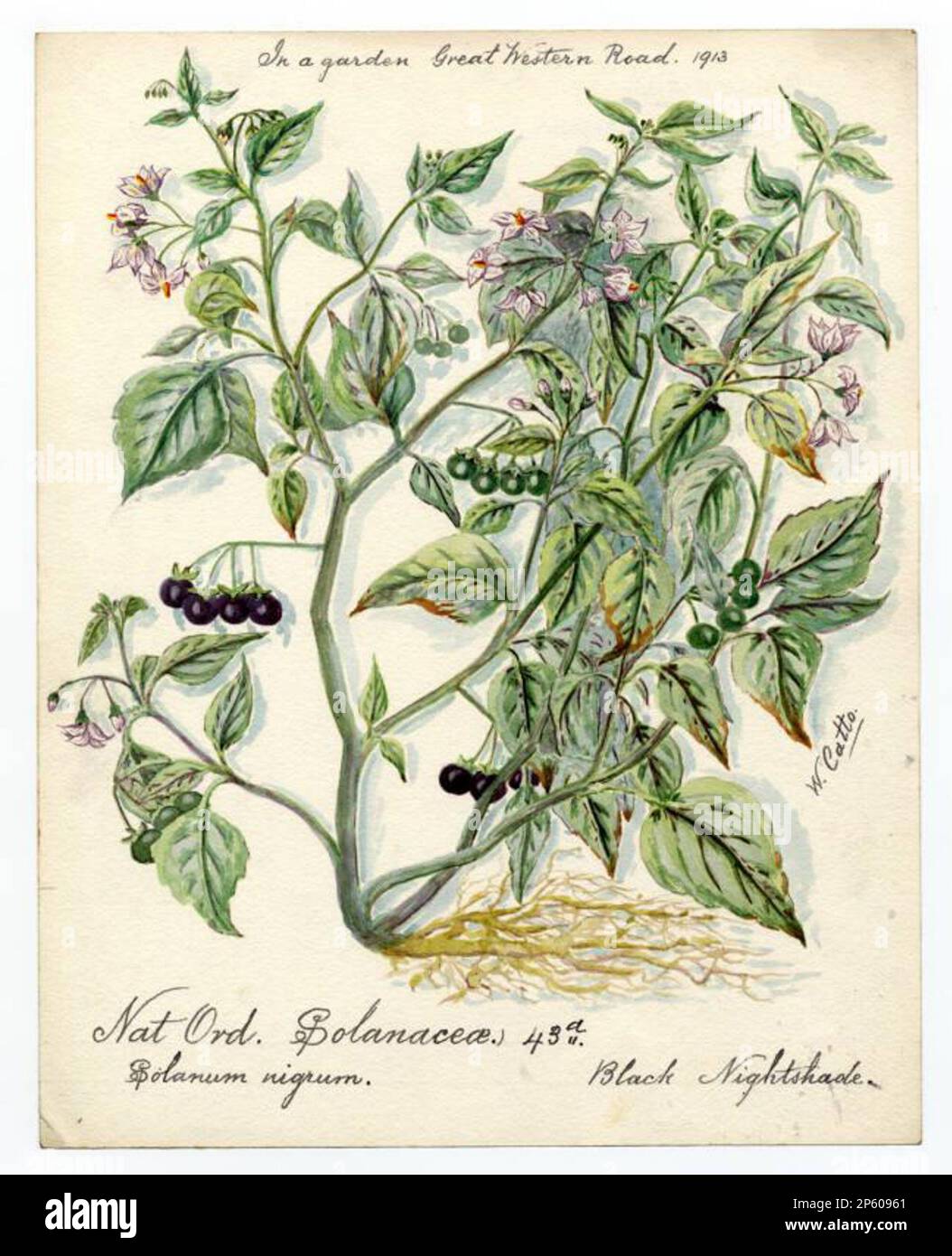 Solanum nigrum species Cut Out Stock Images & Pictures - Alamy