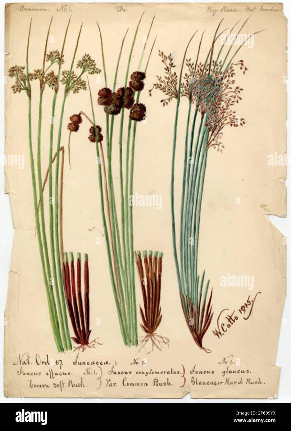 Common soft rush, common rush, glaucus or hard rush (Juncus effusus ...