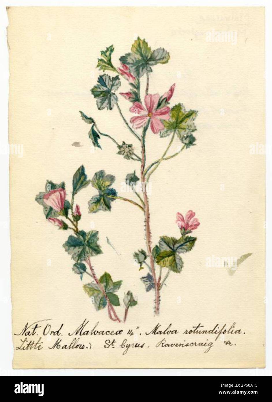 Little mallow (malva neglecta), William Catto (Aberdeen, Scotland, 1843 ...
