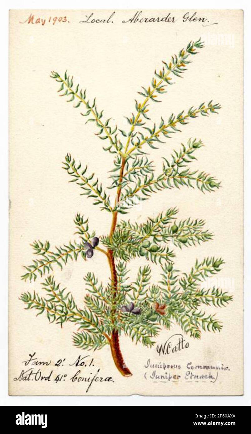 Botanical illustration juniper hi-res stock photography and images - Alamy