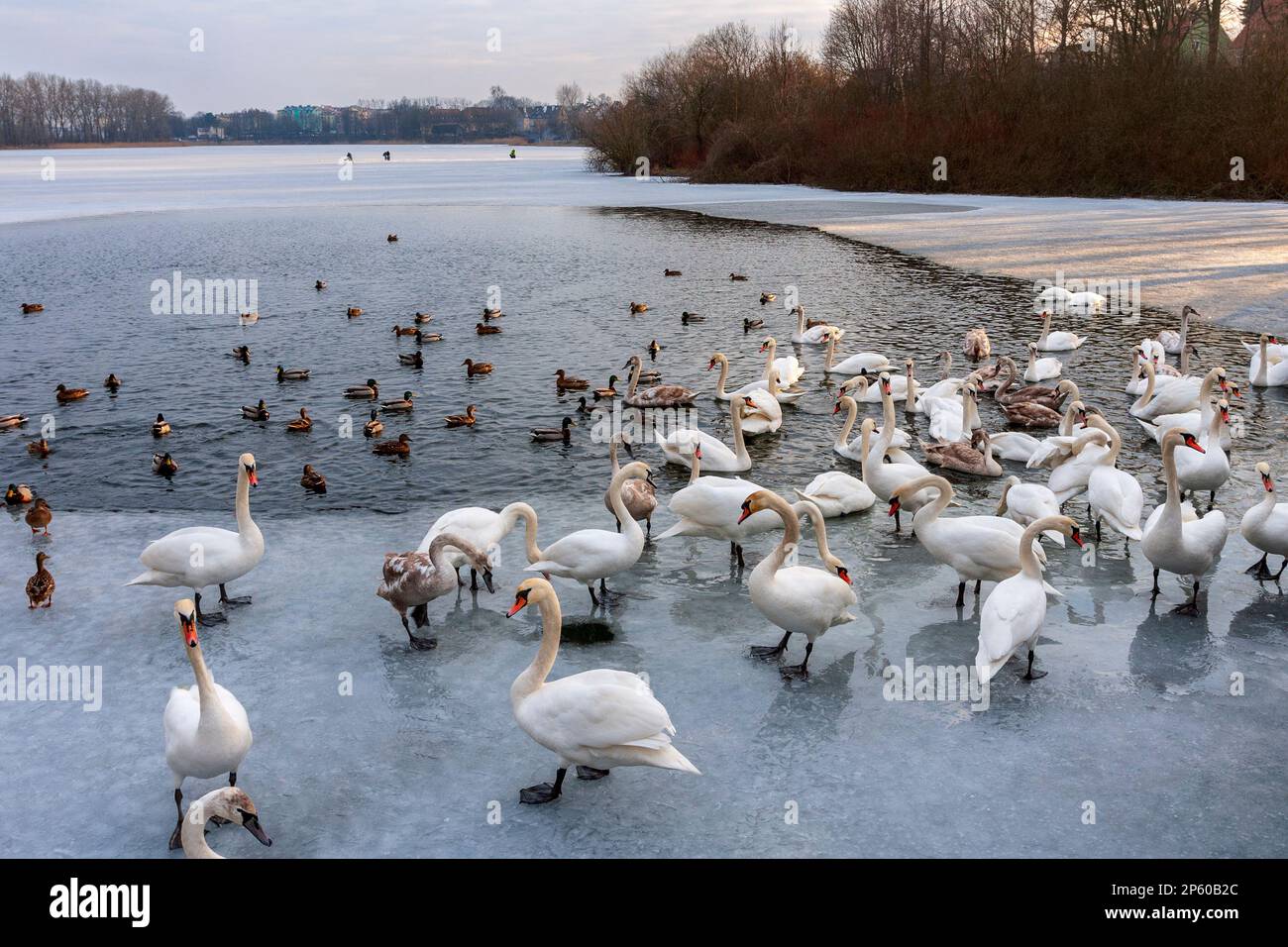 Freezing birds hi-res stock photography and images - Alamy
