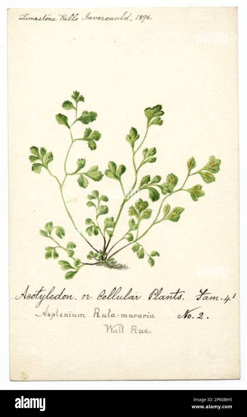 Wall rue (Asplenium ruta-muraria), William Catto (Aberdeen, Scotland ...