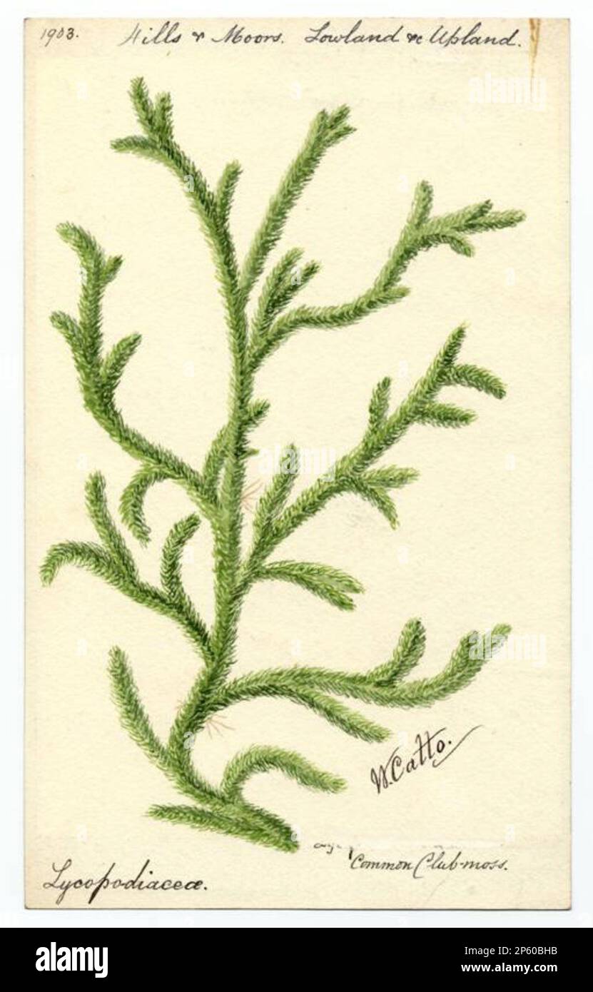 Common club-moss (lycopodium clavatum), William Catto (Aberdeen ...