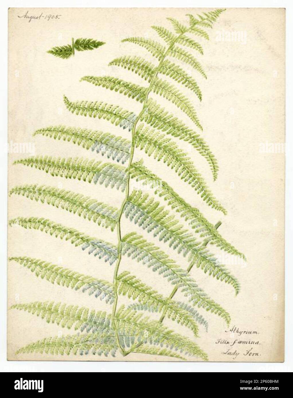 1843 1905 Cut Out Stock Images & Pictures - Alamy