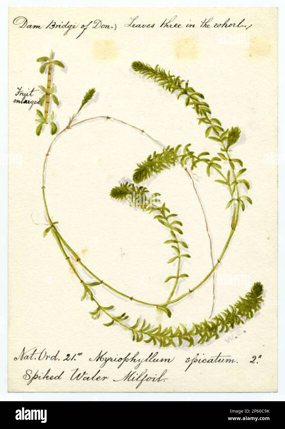 Spiked water milfoil (myriophyllum spicatum), William Catto (Aberdeen ...