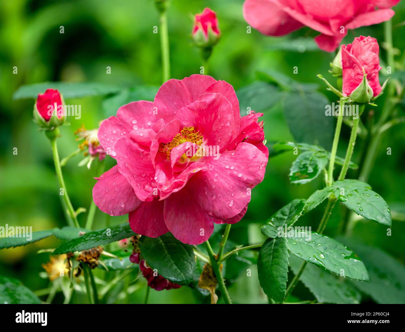 French rose, Rosa gallica, close up of flower in garden, Netherlands ...