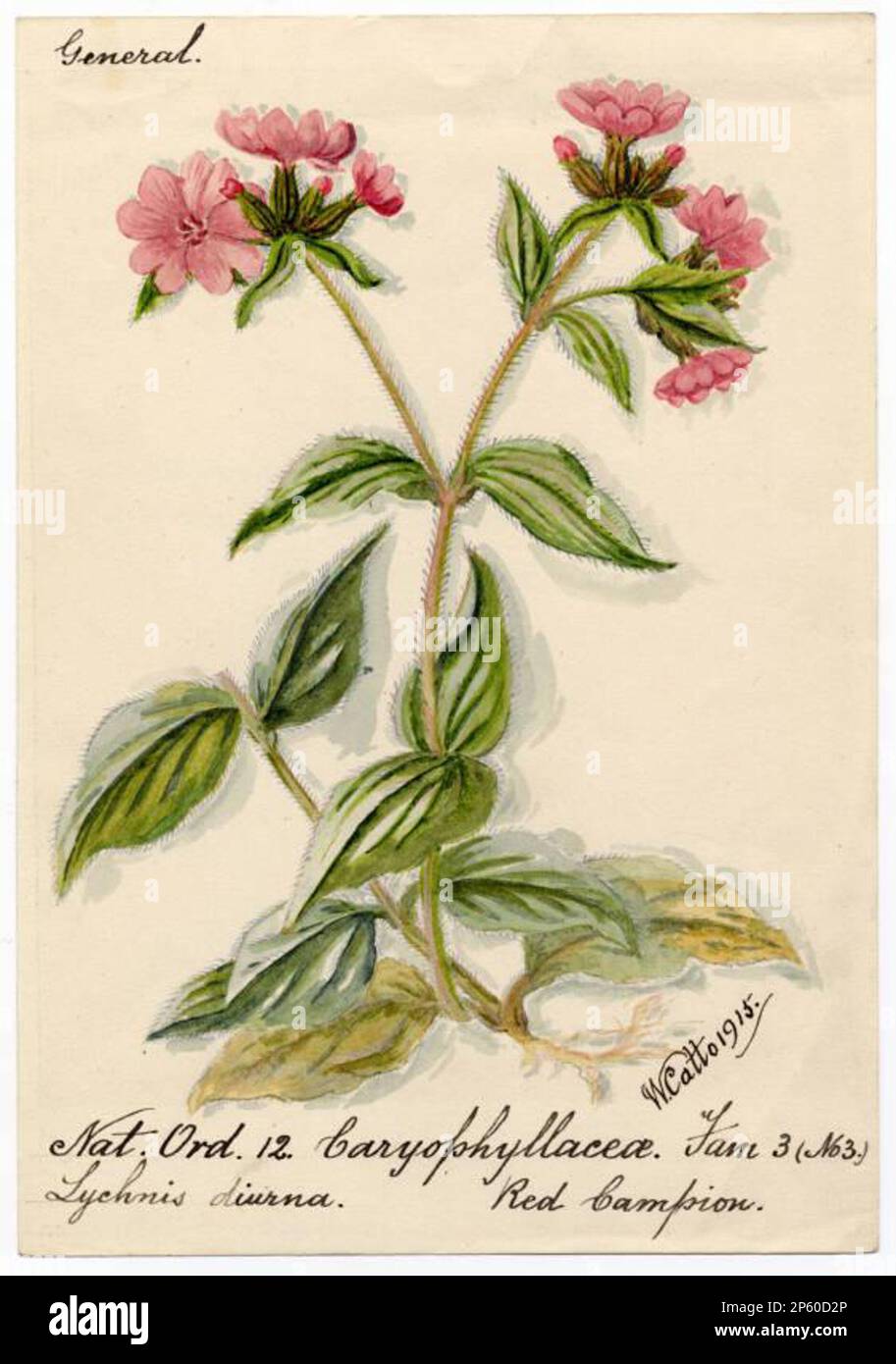Red campion (melandrium rubrum), William Catto (Aberdeen, Scotland ...