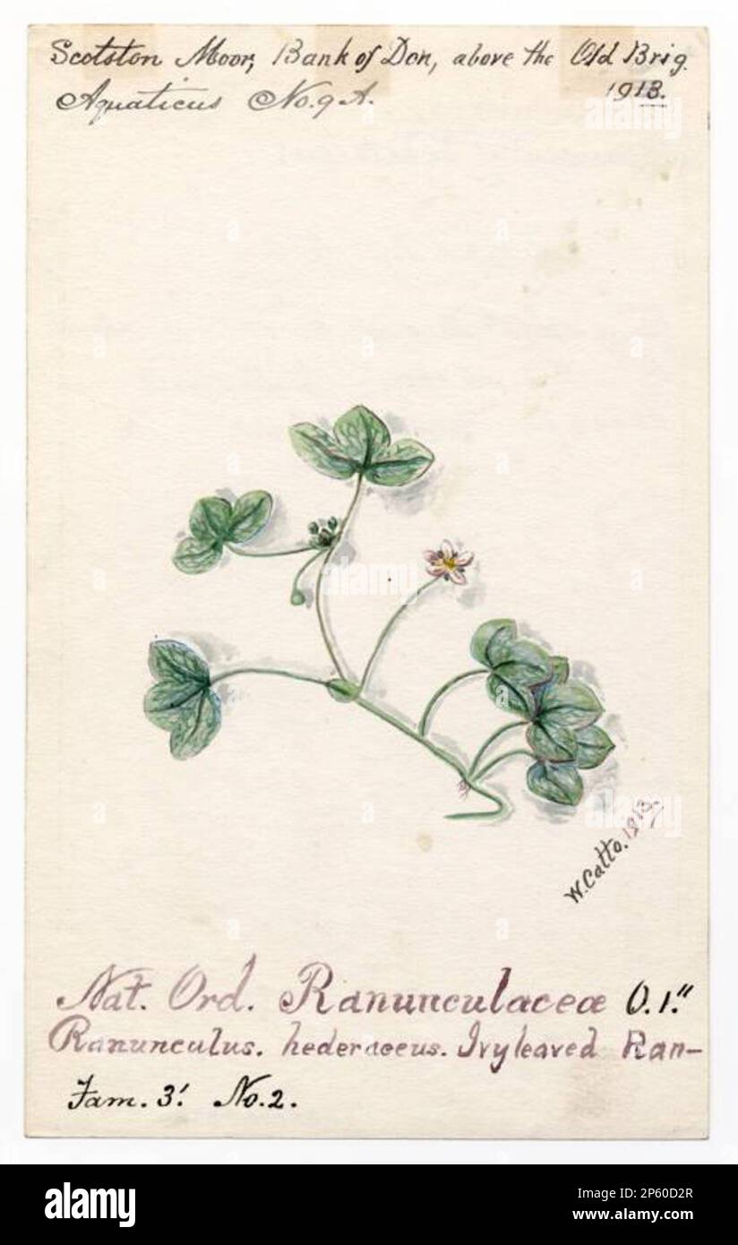 Ivy-leaved crowfoot (ranunculus hederaceus), William Catto (Aberdeen ...