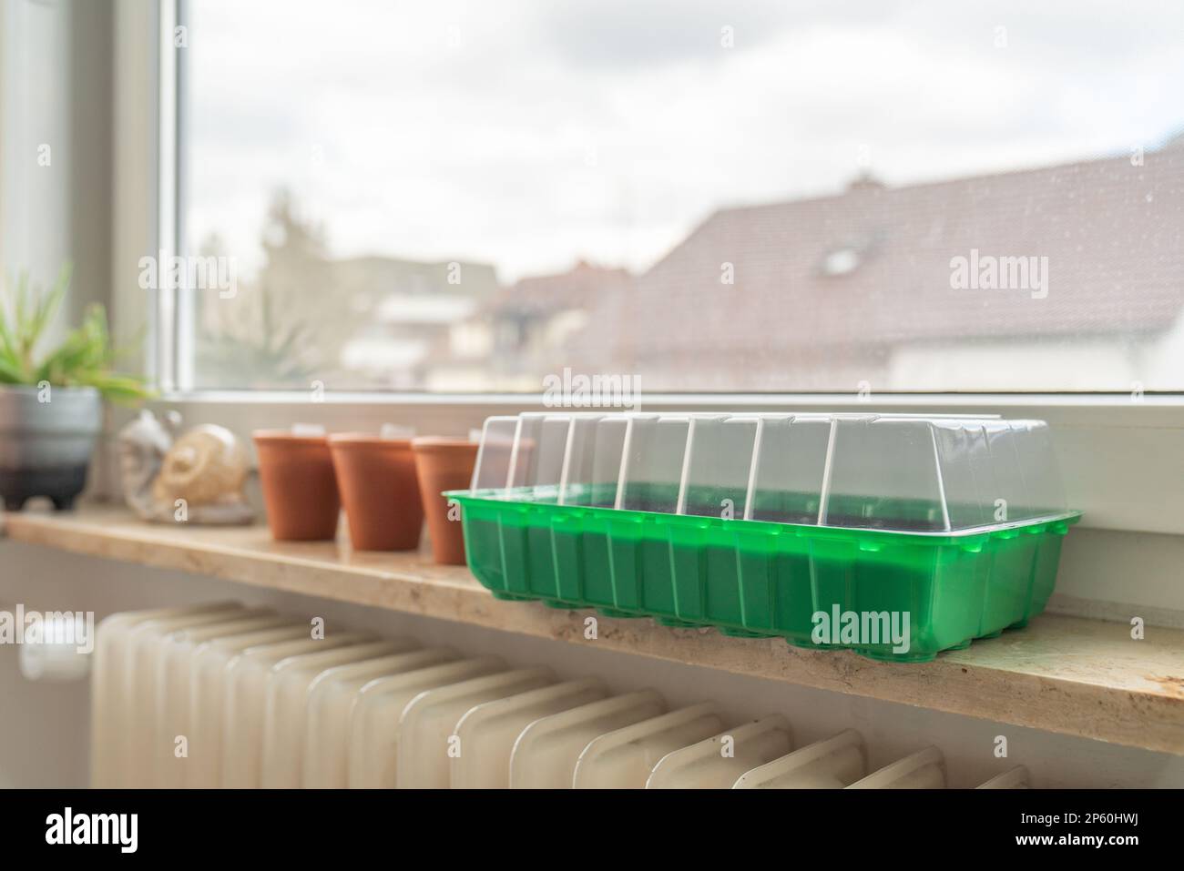 Mini greenhouse for seedlings on the windowsill Stock Photo - Alamy
