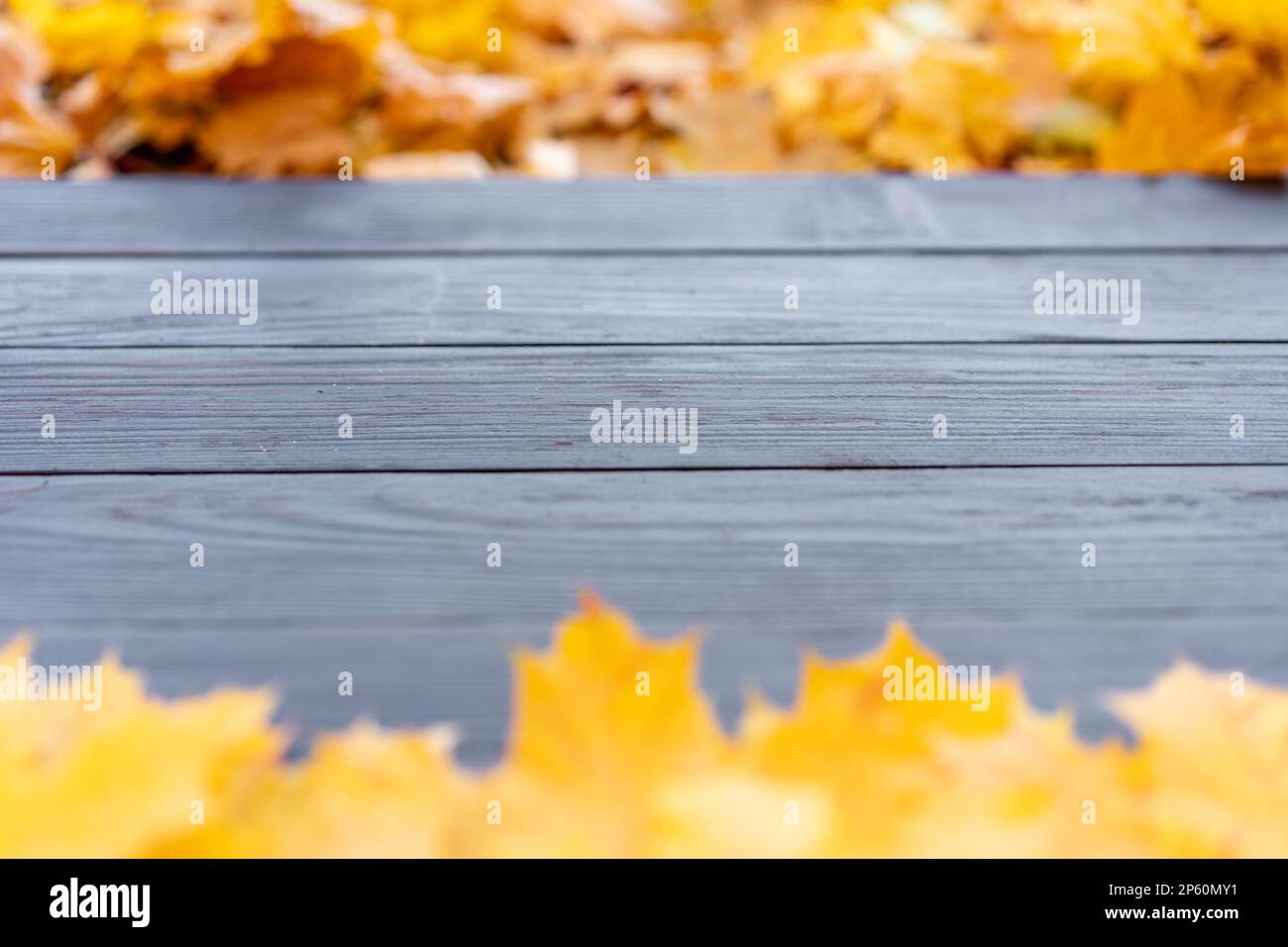 Empty wooden table nature bokeh background with autumn yellow maple ...