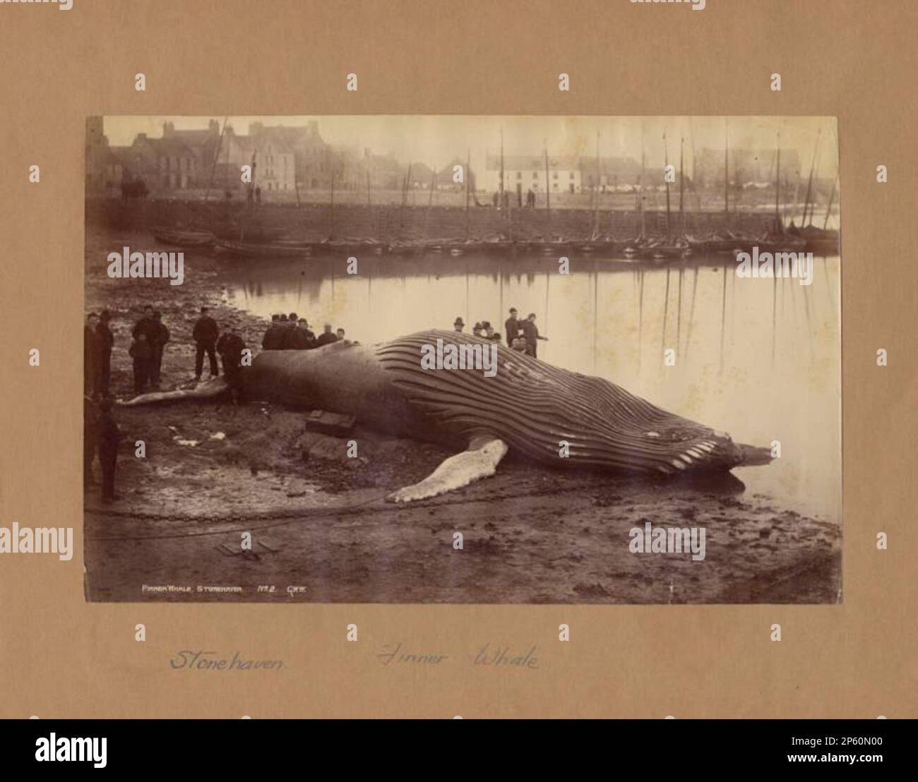 Scottish whale watching hi-res stock photography and images - Alamy