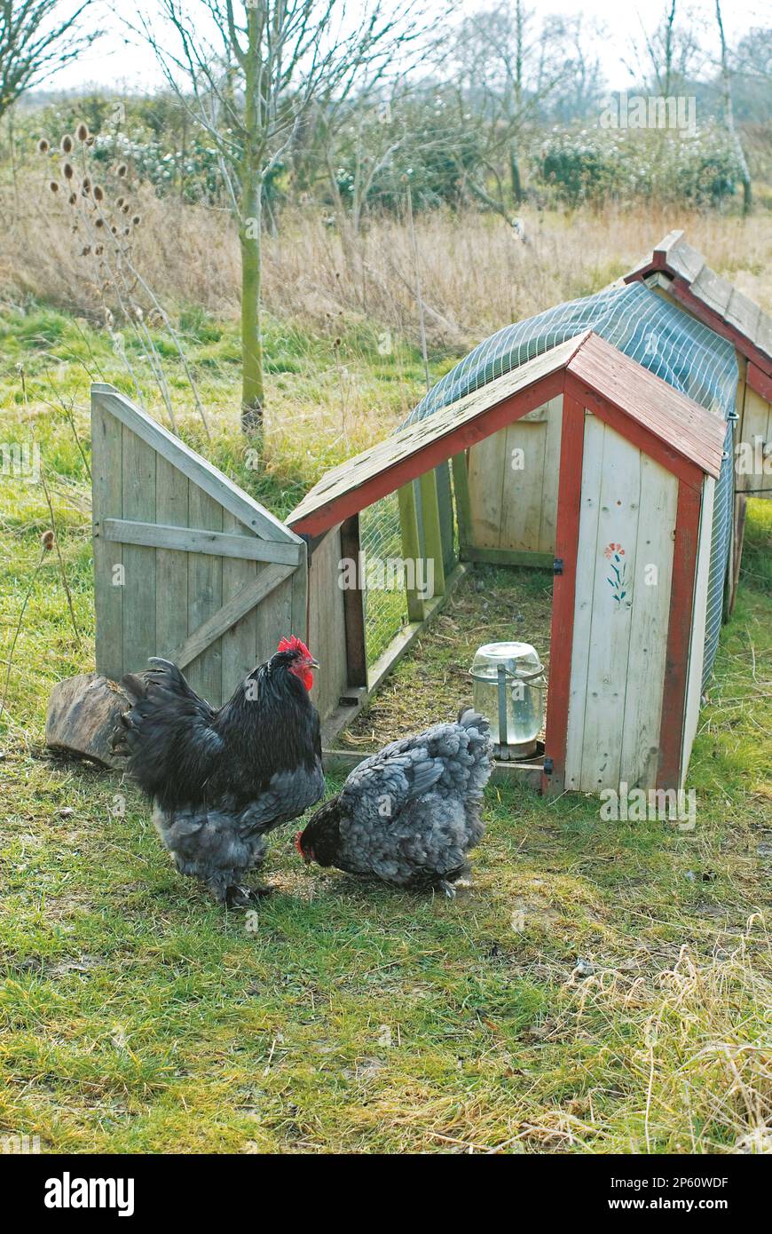Broody hens still need to exercise once a day and relieve themselves ...