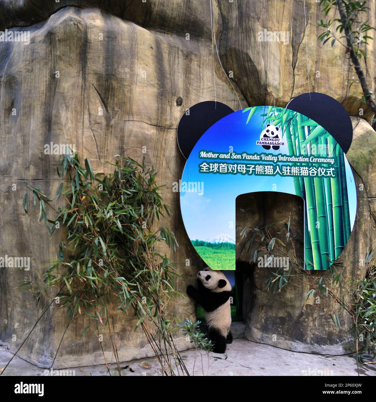 A giant panda plays at the panda valley of the Chengdu panda breeding ...