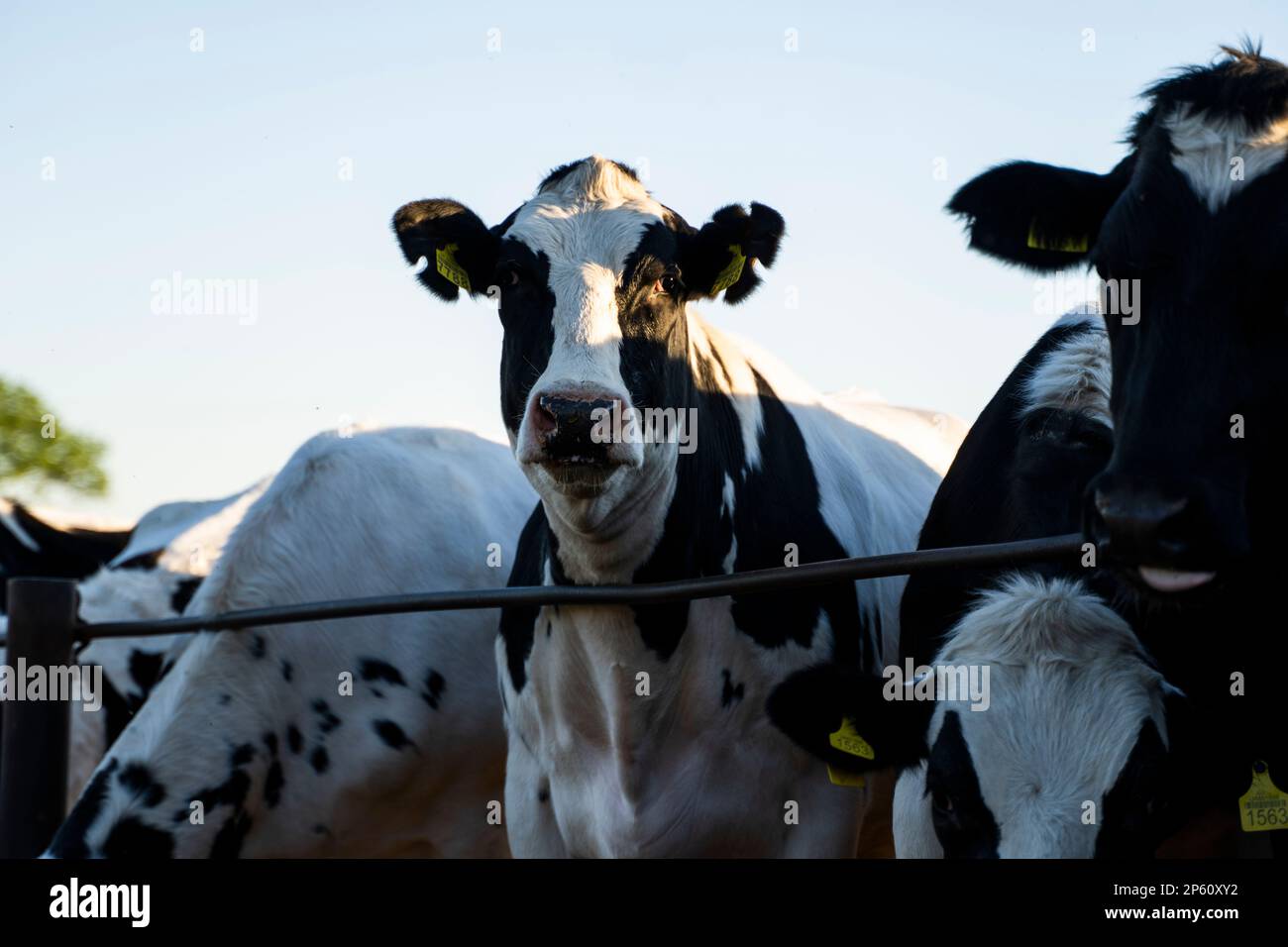 Farming, animal husbandry concept. Cows in a farm. Dairy cows eats ...