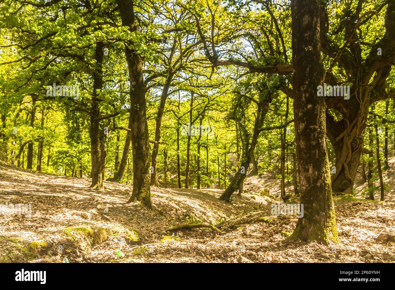 Beautiful green forest in spring time. Nature background with copy ...