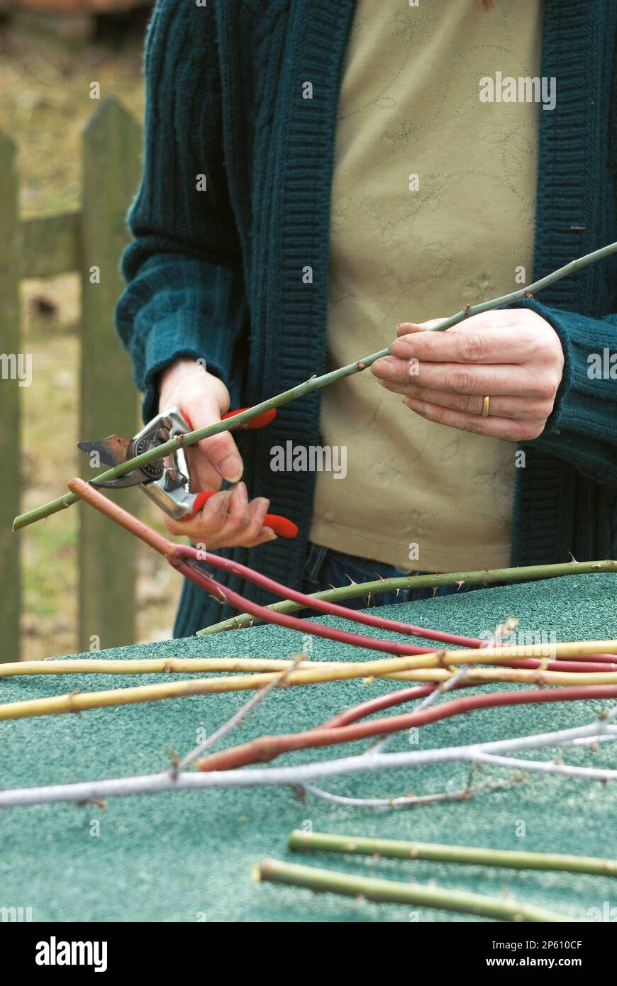 Cutting above shoot propagating Cornus alba hardwood cutting Stock ...