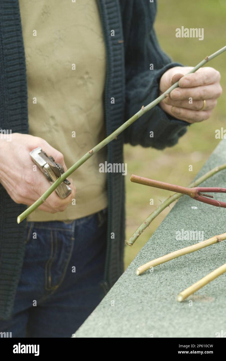 Cutting above shoot propagating Cornus alba hardwood cutting Stock ...