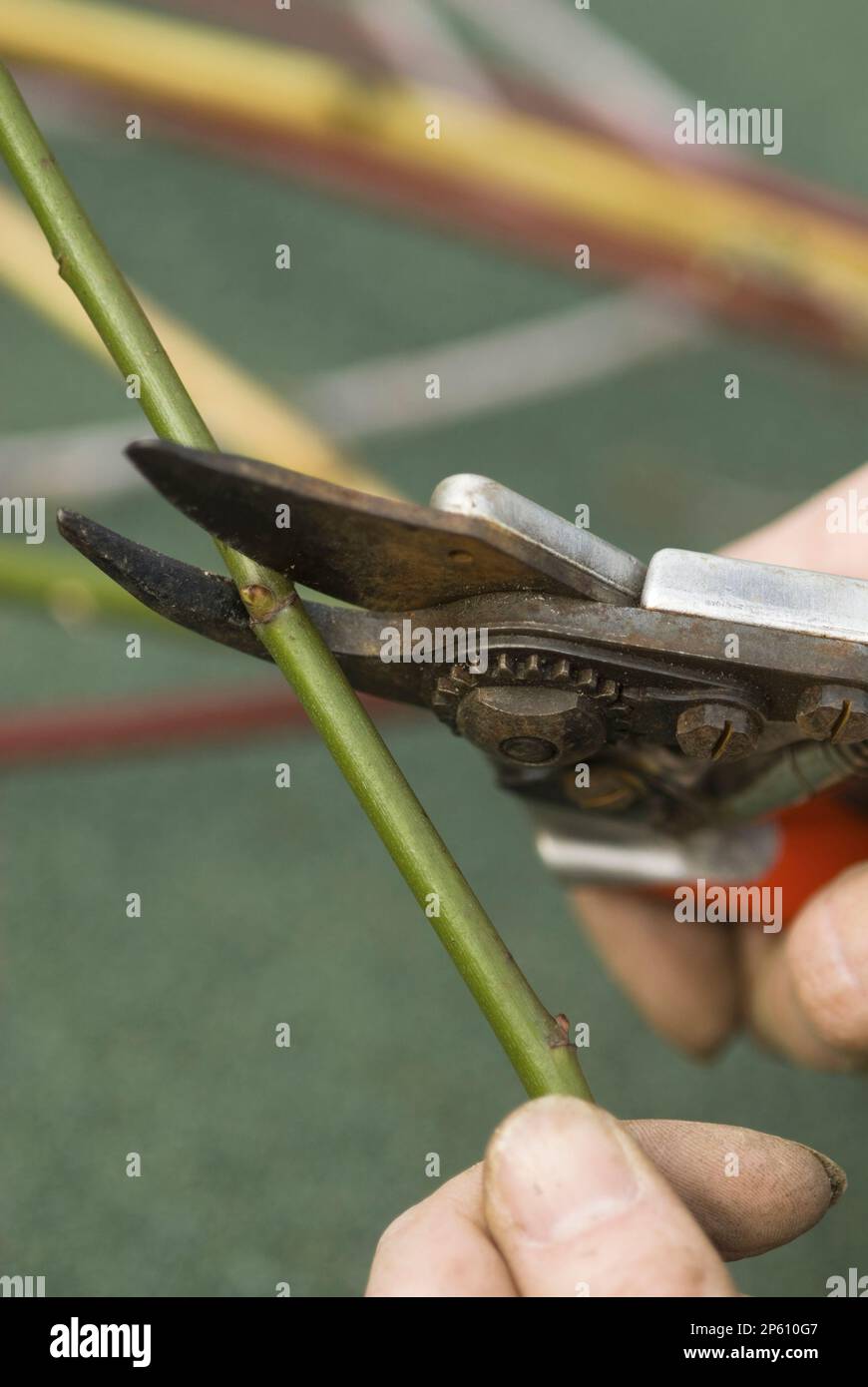 Cutting into 15mm lengths propagating Cornus alba hardwood cutting ...