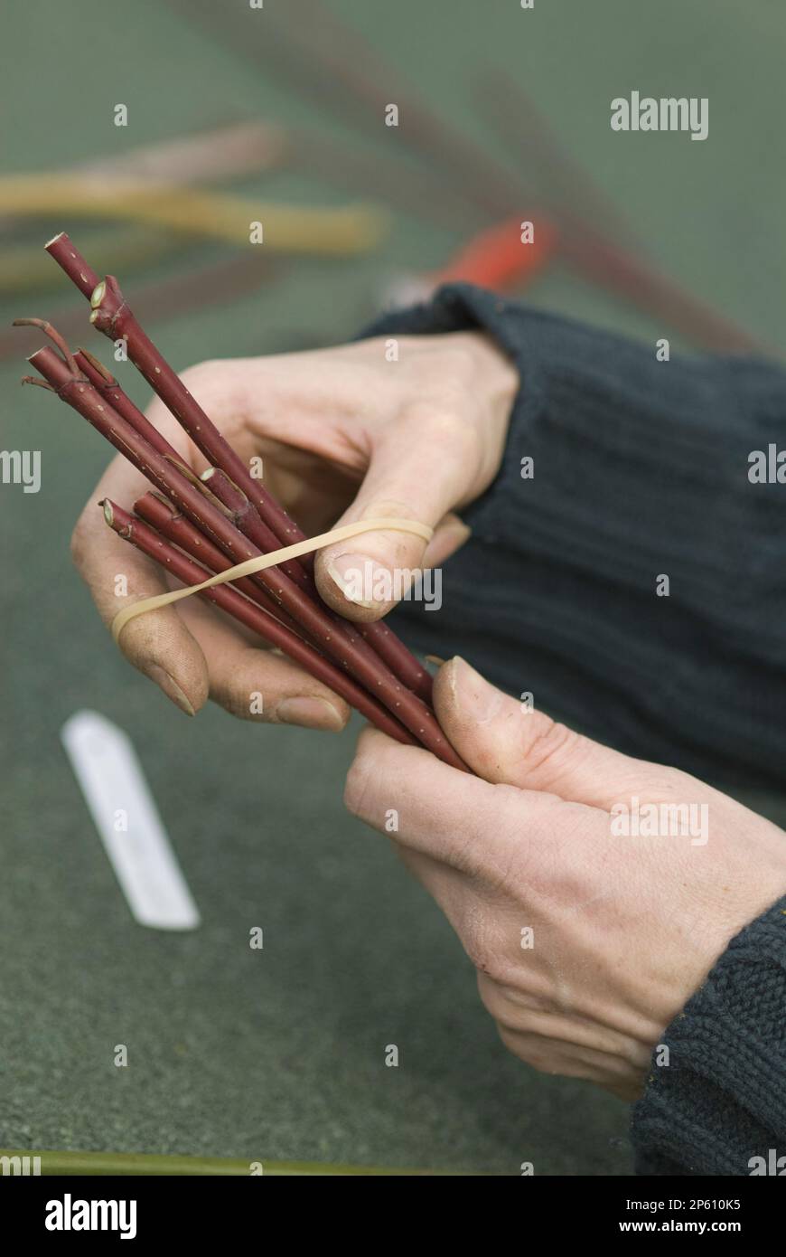 Grouping Cornus alba hardwood cuttings Stock Photo - Alamy