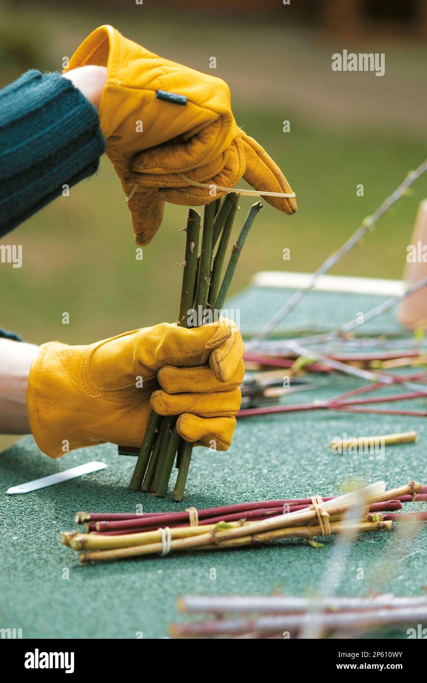Propagating hardwood cuttings Cornus alba grouping together Stock Photo ...