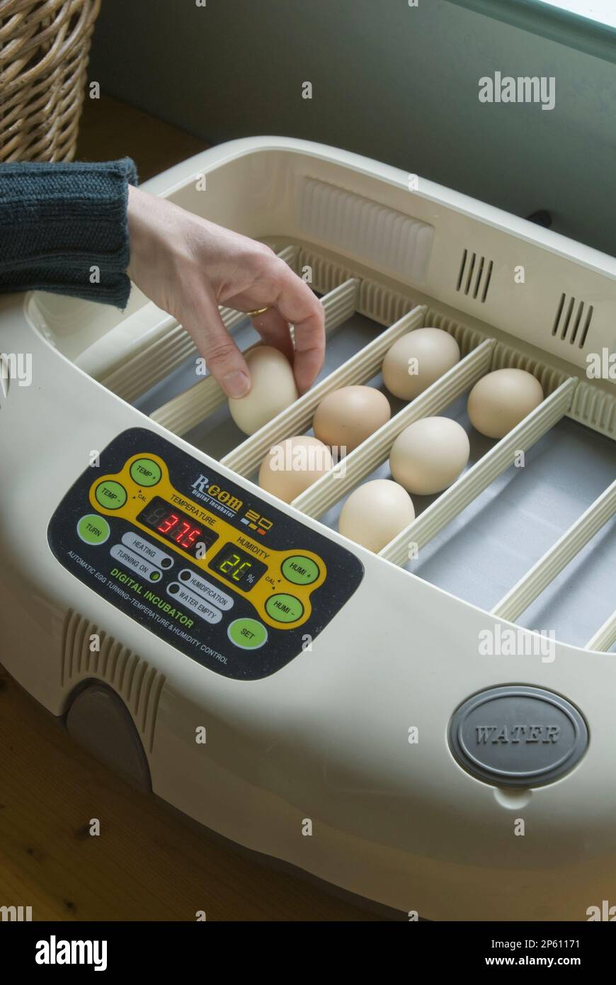 Chicken eggs hatching incubator hi-res stock photography and images - Alamy