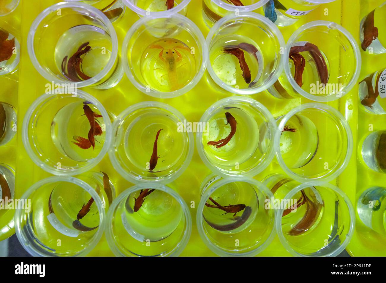 Taipei, Taiwan - February 25, 2023: An aquarium fish stall at the ...