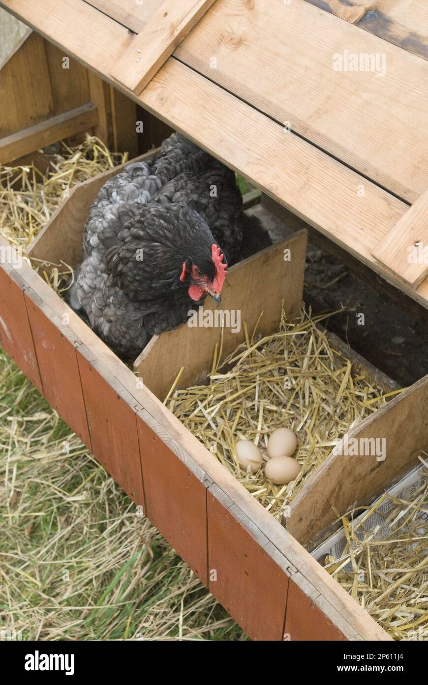Cochin eggs hi-res stock photography and images - Alamy