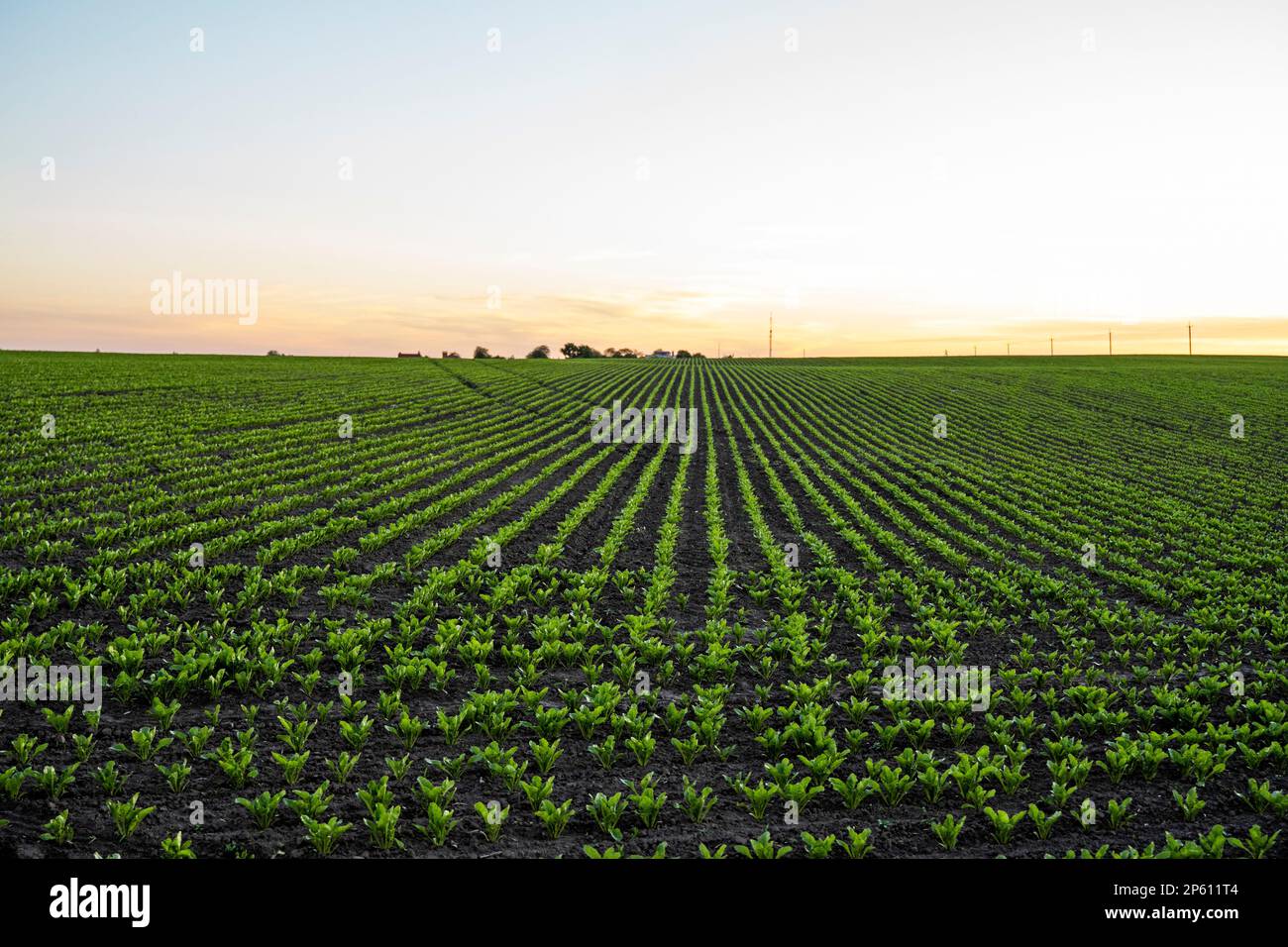 Rows of young fresh beet leaves with a sunset sky. Beetroot plants ...