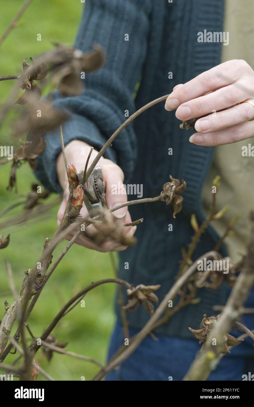 Peony pruning hi-res stock photography and images - Alamy