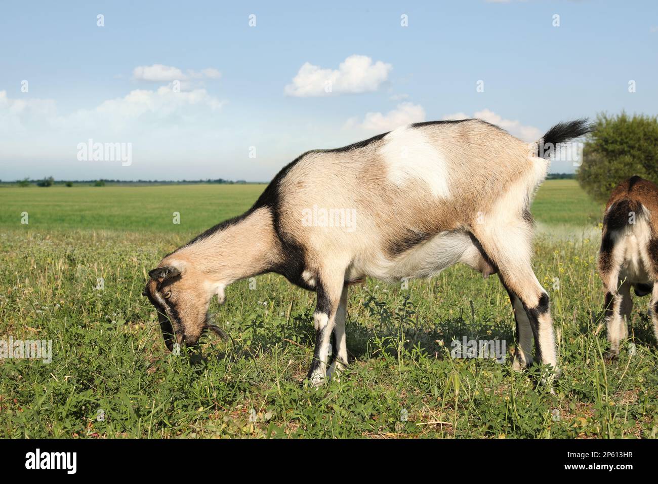 Cute goats on pasture at farm. Animal husbandry Stock Photo - Alamy