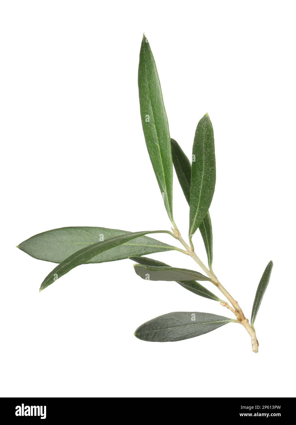 Olive tree photo Cut Out Stock Images & Pictures - Alamy