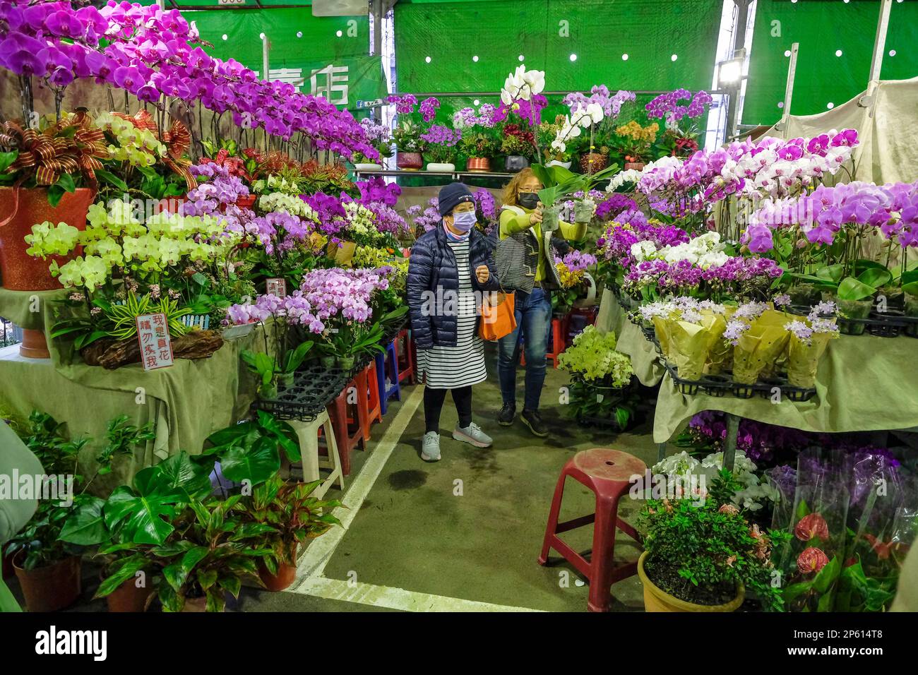Taipei, Taiwan - February 25, 2023: A woman buying orchids at the ...