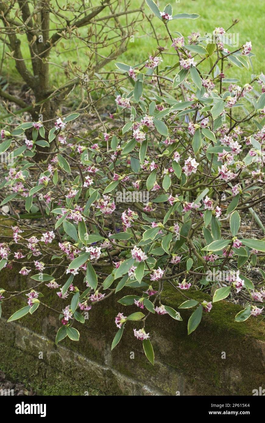 pink flowered shrub by old garden wall Stock Photo - Alamy